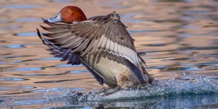 Join the 400 Ducks Photo Contest and win Professional filter kit and ...